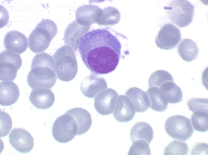 Sang normal : cytolgie descriptive