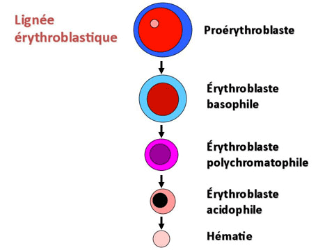 Moelle osseuse : physiologie